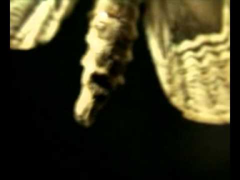 zoologia.swf