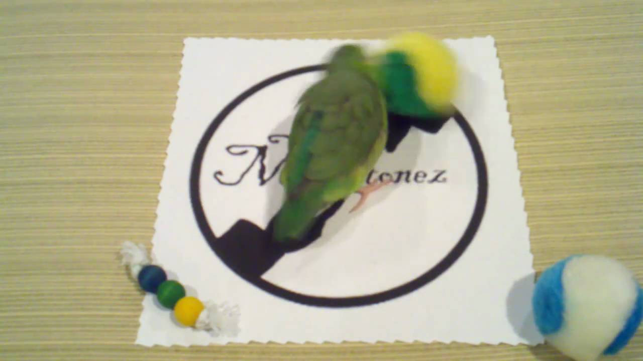 Leaduke - MAGICTONEZ - Parrot loving logo