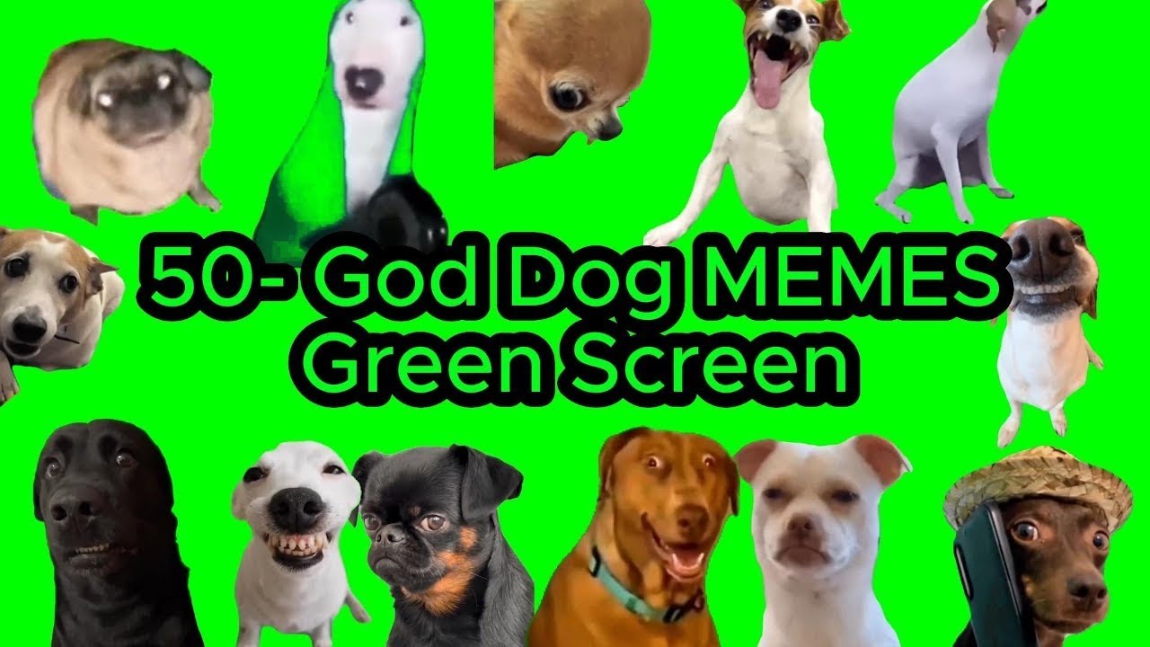 Dog Memes Green Screen || Crazy Dog Memes