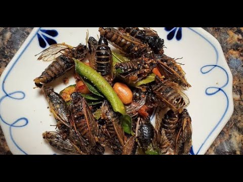 Why People Eat Cicada Insects ?