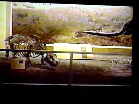 Smithsonian Institution Natural History Museum Washington D.C.