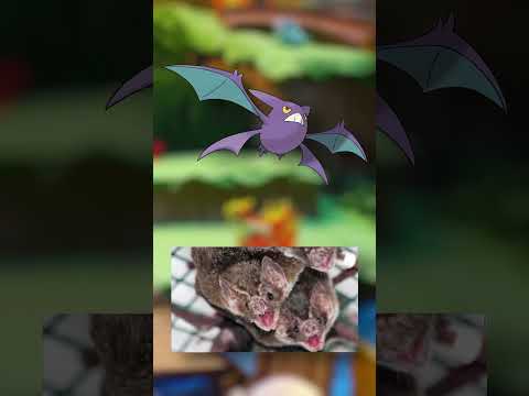 WTF is Crobat?! | EVERY Pokémon Design Explained