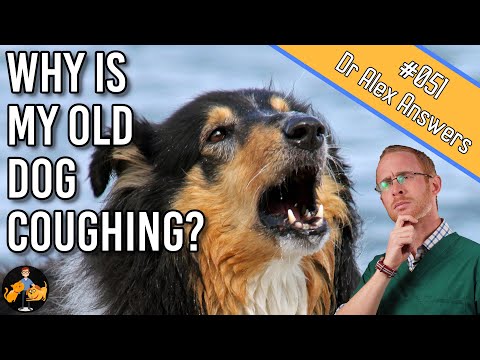 Why is My Old Dog Coughing? (and how to get to the bottom of it) - Dog Health Vet Advice