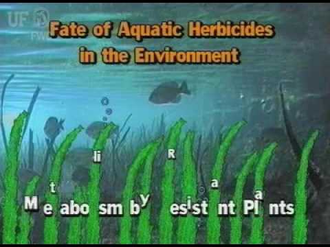 Fate Of Aquatic Herbicides In Environment
