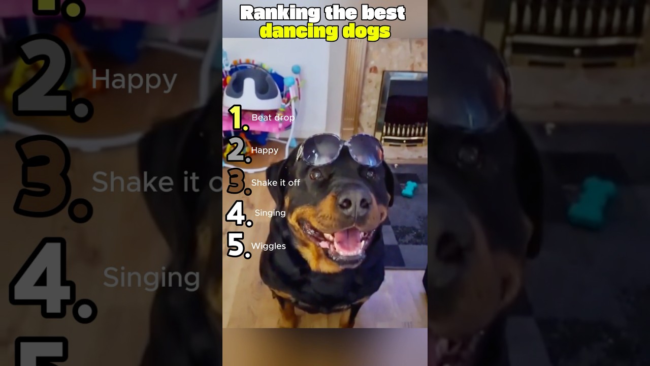 Ranking the best dancing dogs ever!