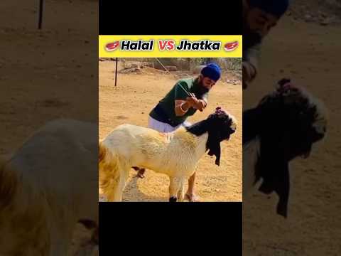 Halal Vs Jhatka | #shorts #youtubeshorts #ytshorts #knowledgeByMuzi