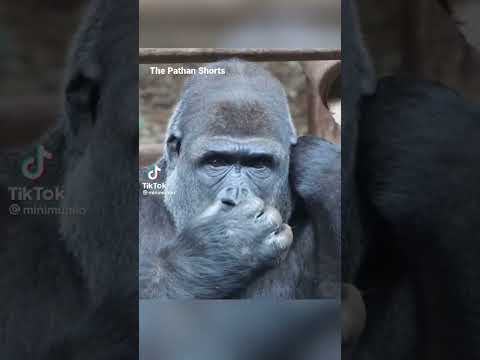 Gorilla 🦍 funny video 😂 | #shorts #gorilla #trending