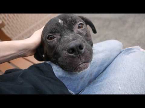 Sir Pudding - A1075531 - Brooklyn ACC