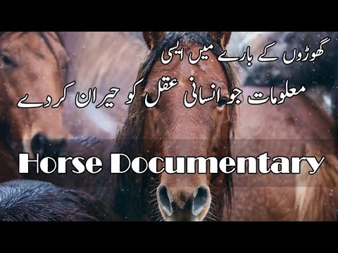 Hidden Secrets about Horse in Urdu Hindi