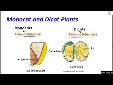 Monocot and Dicot Plants, General Science Lecture | Sabaq.pk