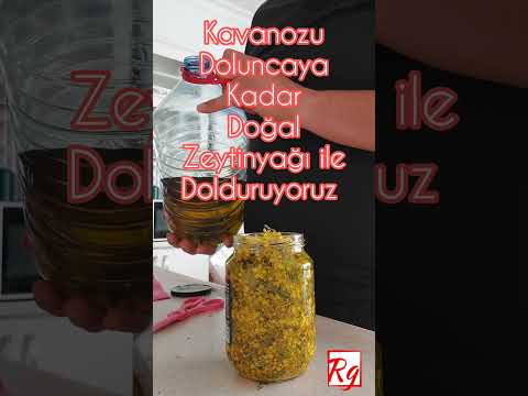 Yozgat Çamlık Milli Parkı'nda kantaron çiçeği toplayıp kantaron yağı yağı yaptık #kantaron #yağ