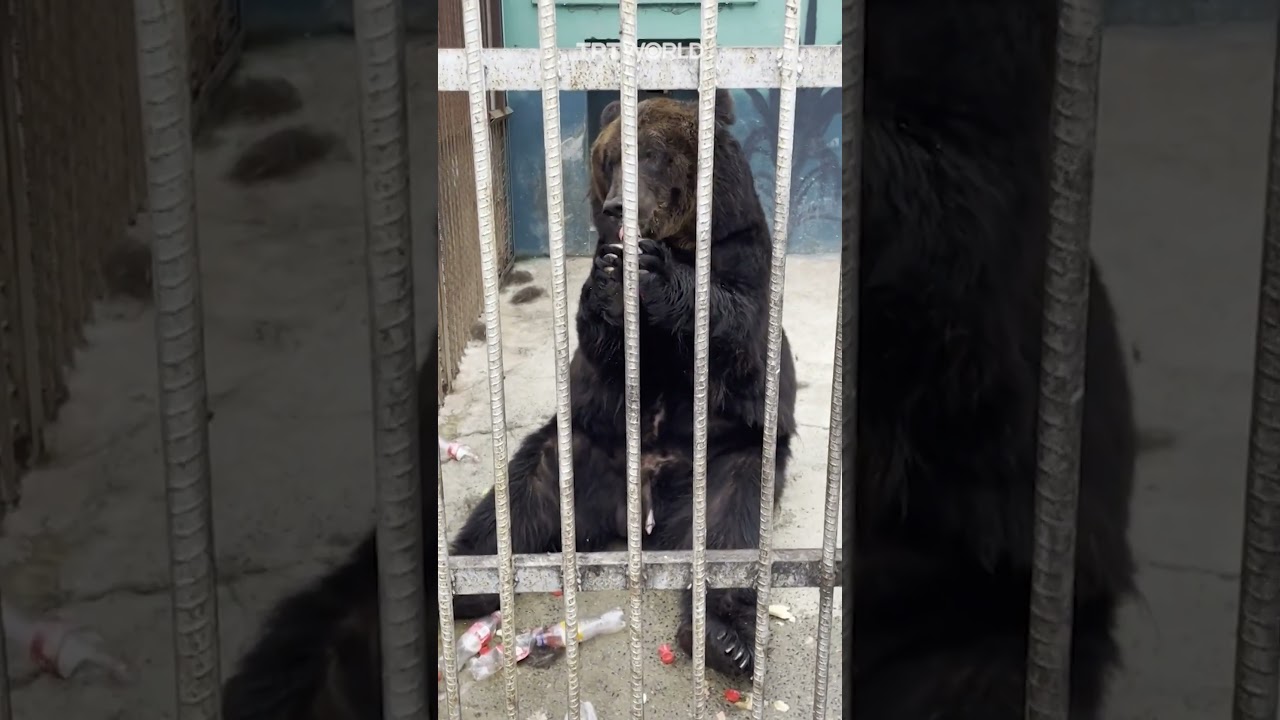 Urso em zoo recebe Coca-Cola de visitante e causa revolta nas redes ...
