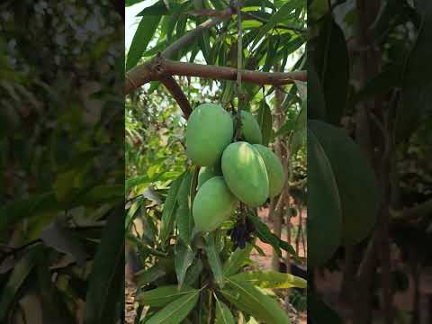 Kesar Mango Plants | Big Size Mango Plants | Kadiyam Abbai