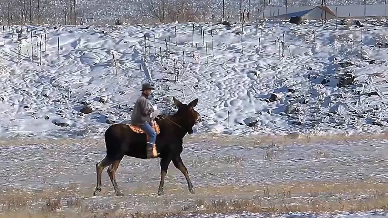 Paul riding a moose