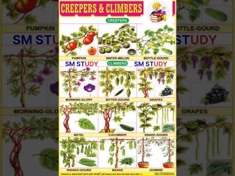 Climbers, Creepers Names