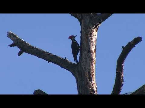 The Audubon Moment Pileated Woodpecker