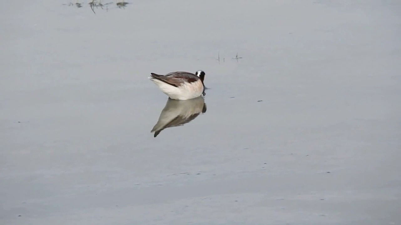 Wilson's Phalarope feeding behavior (slow motion)