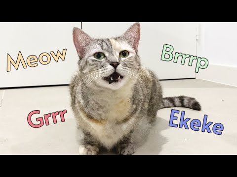 7 Different Cat Sounds and What They Mean!