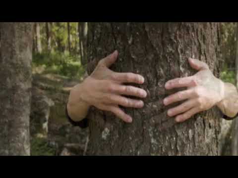 Confessions of a tree-hugger