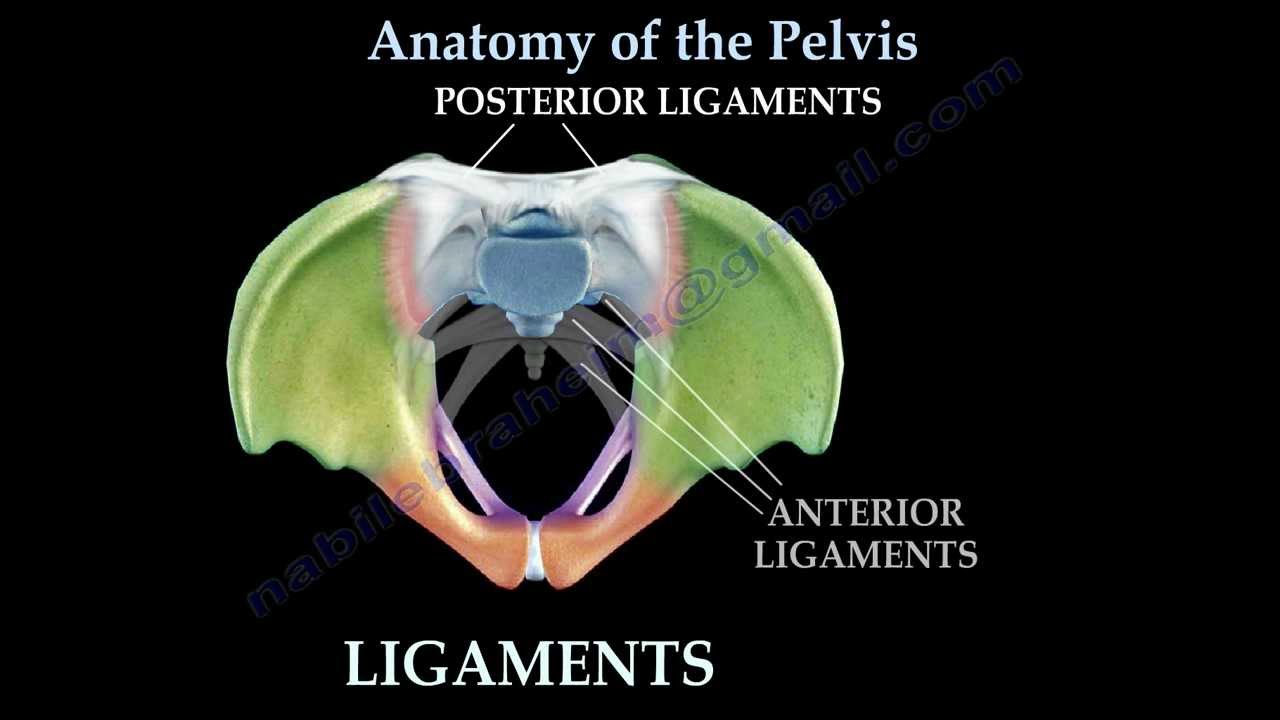 Anatomy Of The Pelvis - Everything You Need To Know - Dr. Nabil Ebraheim