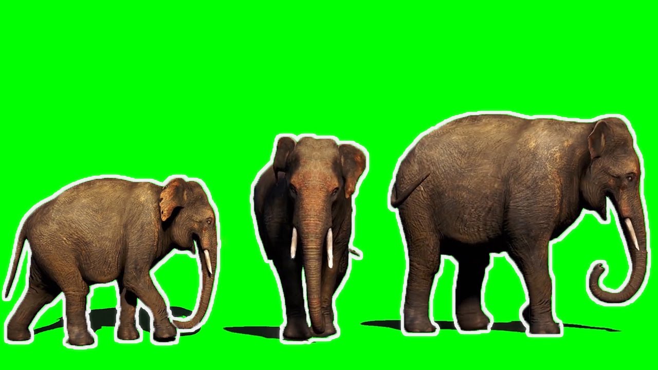 Walking Elephant Footage Green Screen Download Free 1080 Quality