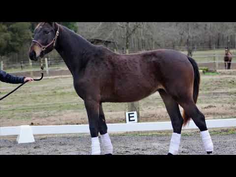 FCW Donovan 2019 Swedish/Holsteiner Gelding
