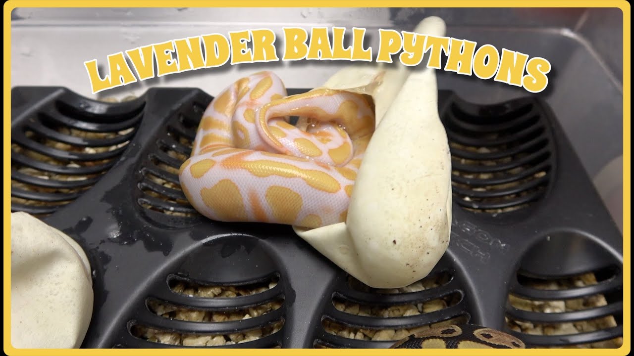 We Killed The Odds!! Crazy Lavender Ball Python!!