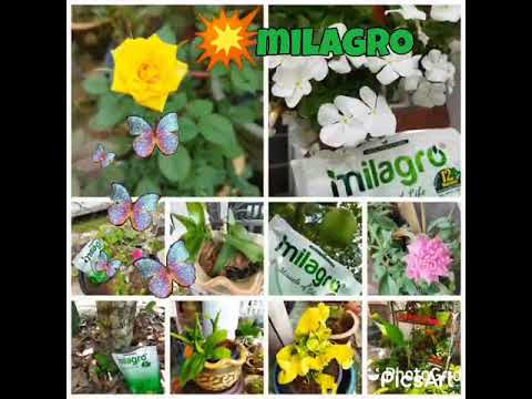 baja milagro organic 💯% berQuality buatan bermutu tinggi buatan Malaysia ..