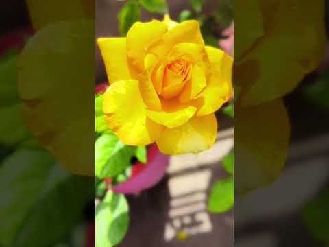 Yellow Rose Symbol of joy and friendship#yellowflowers#rose#viralshort #viral#shorts#youtubeshorts