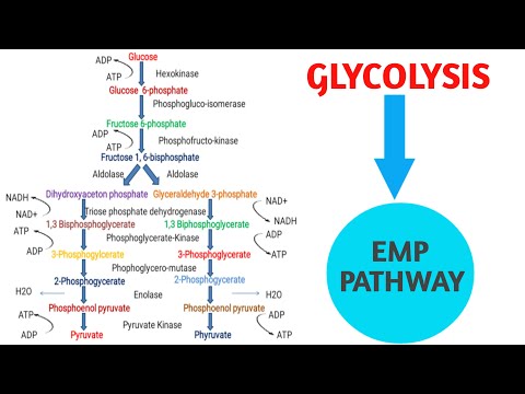 Glycolysis ( Embden Myerehof Parnas pathway)