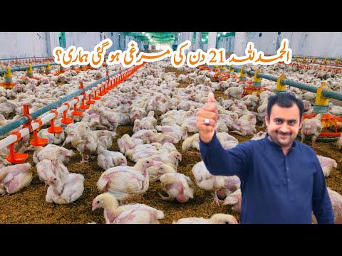 Day 21 Broiler Chicken Farming | chicken broiler farming | Poultry Farm Progress | Amin Hamid Dar