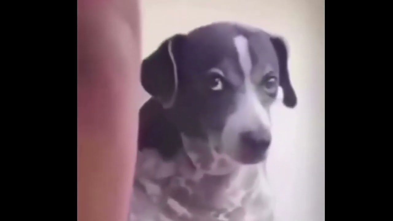 Black and white dog looking angryly trending dog meme template