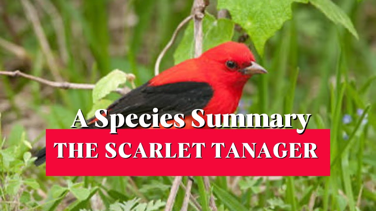 The Scarlet Tanager: A  Species Summary