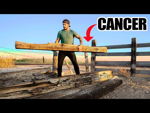 They Warned Me Not To Build With This Wood