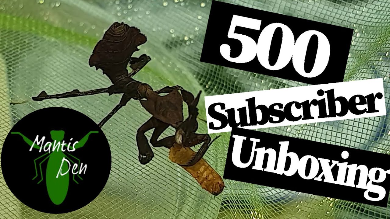 500 Subscribers MANTIS DEN UNBOXING