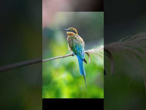 Beautiful birds photos 🐦 #shorts #beautifulbirds