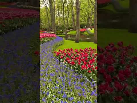Tulip garden Netherlands π³π± The most beautiful spring gardens!#keukenhof #tulip #Netherlands