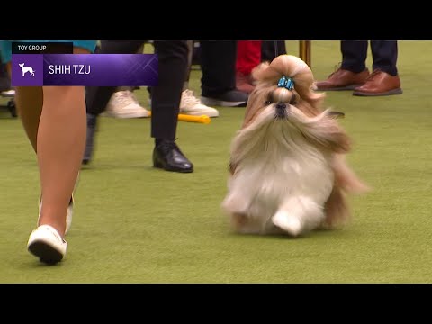 Shih Tzu | Breed Judging 2024