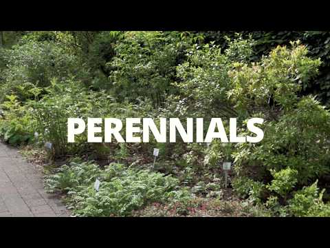 Perennials
