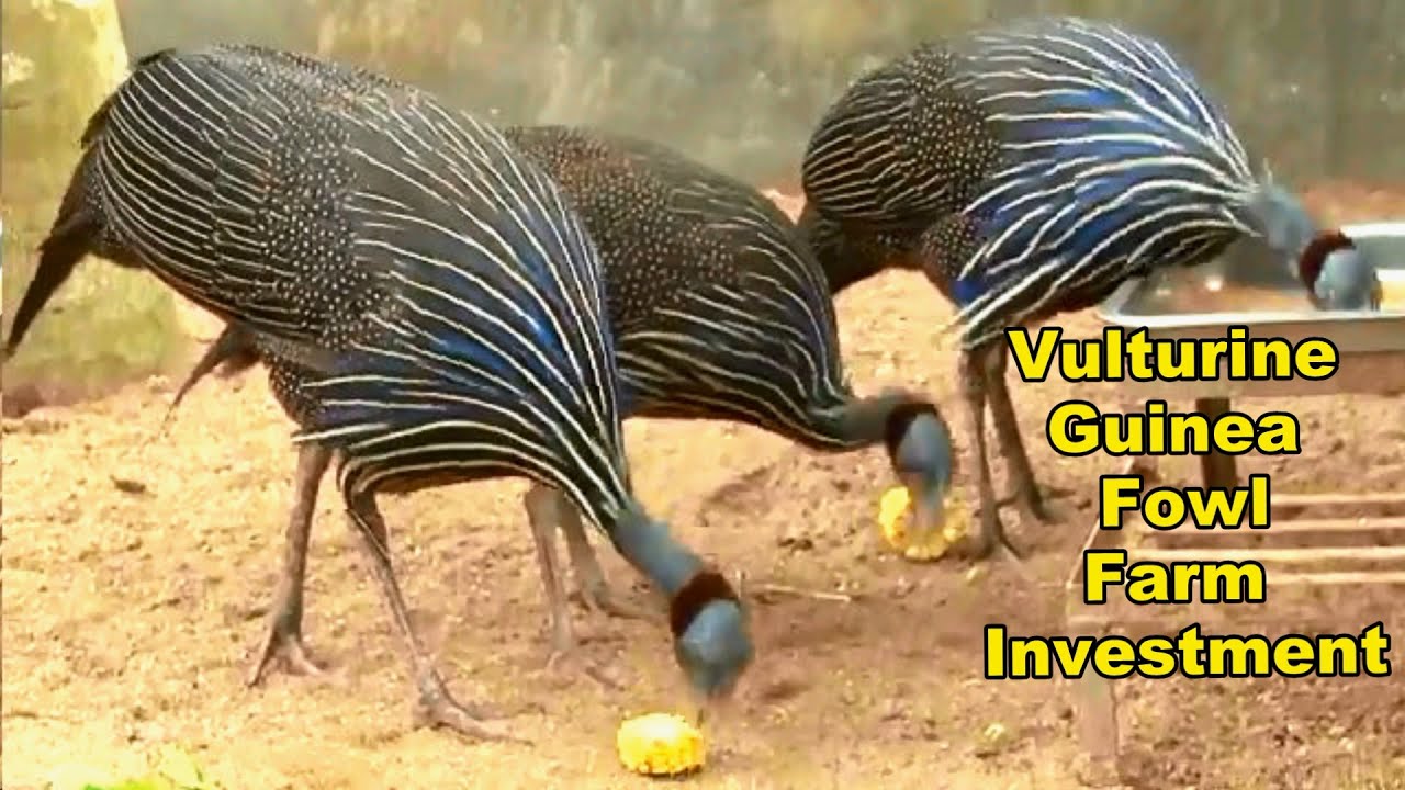 Vulturine Guinea Fowl: Creative Farm Investment