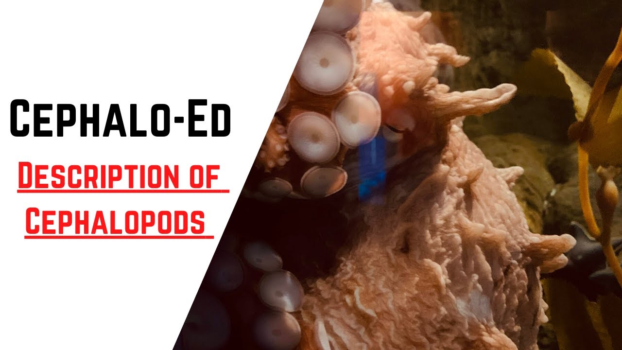 Cephalo-Ed Description of cephalopods
