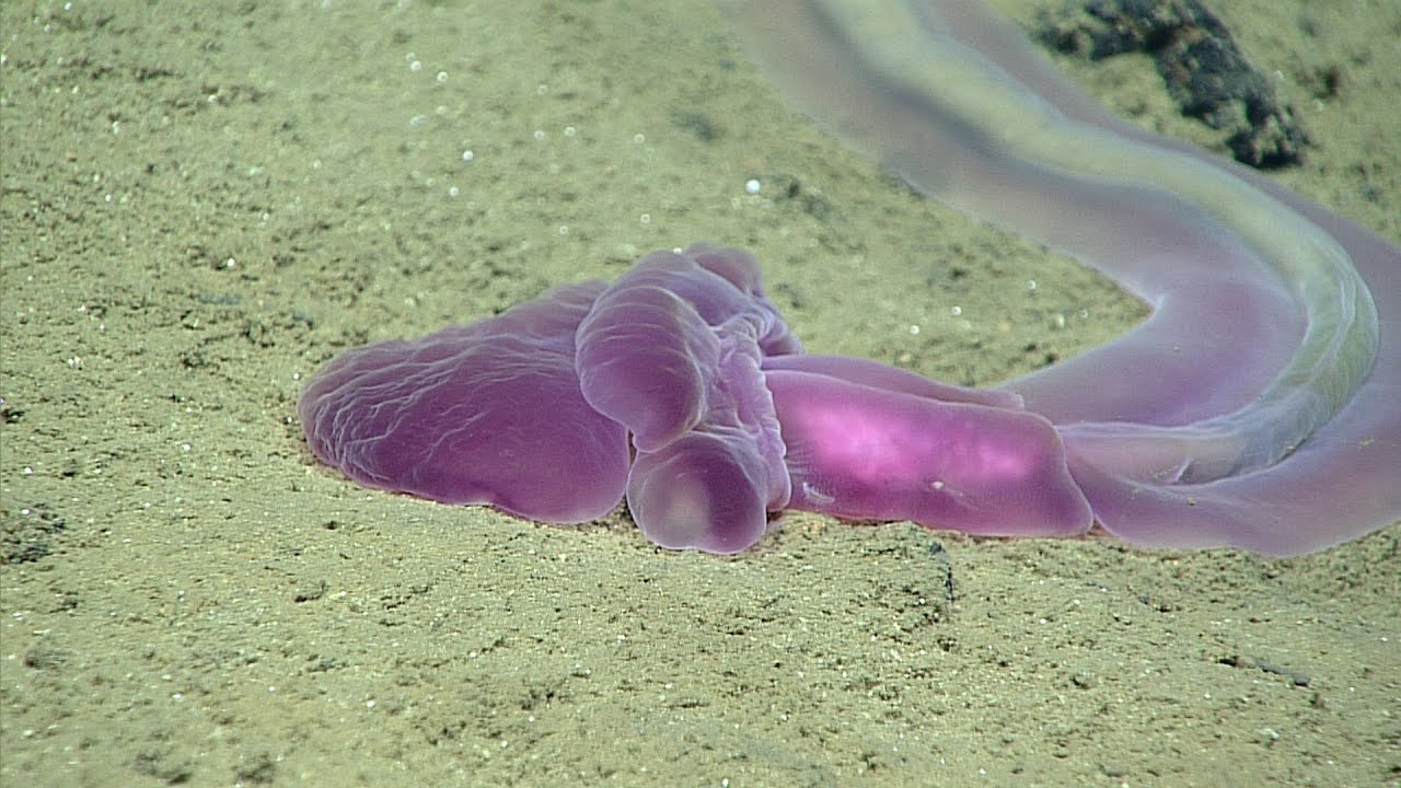 Phylum Hemichordata: Acorn Worms