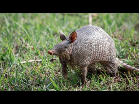 Armadillos Are Moving Into NC And You Can Help Track Them