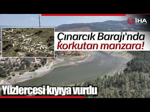 Çınarcık Barajı’nı Besleyen Kocasu Deresi’nde Balık Ölümleri - Son Saat ...