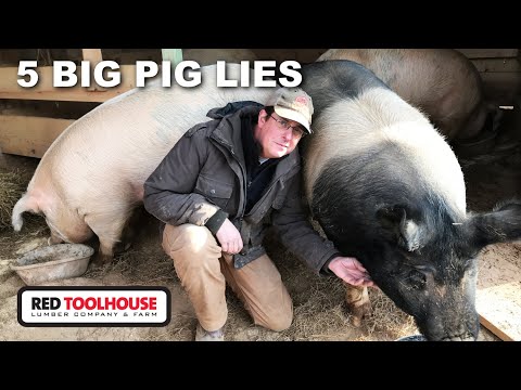 5 Misconceptions About Pigs