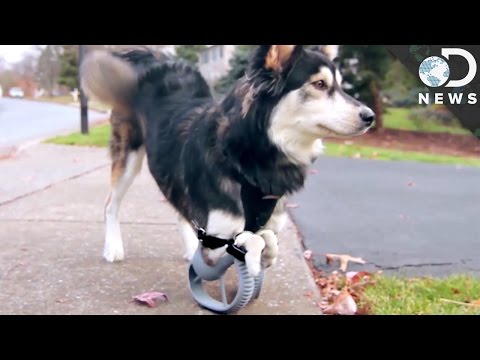 How 3D Printing Gave These Animals A New Life