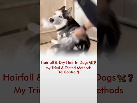 Hairfall & Dry Hair In Dogs ????❓ My tried & tested methods to control❓