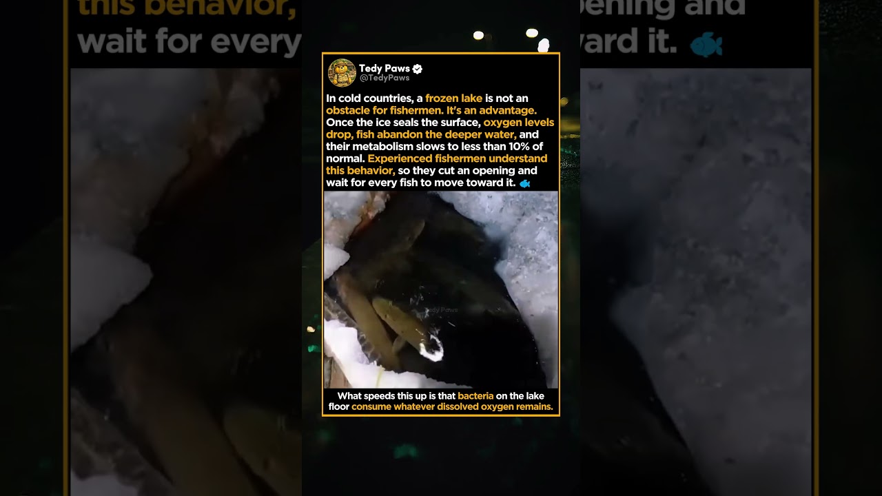 How Fishermen Turn a Frozen Lake Into a Natural Fish Trap ?