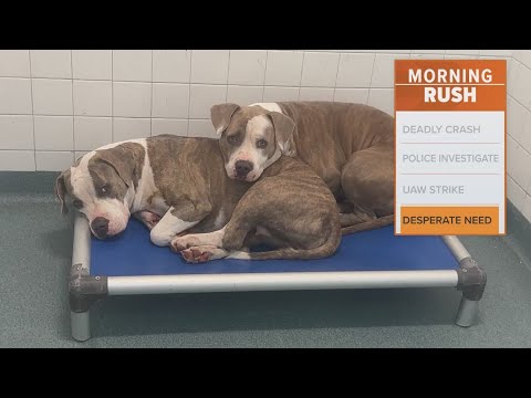 Dallas, TX: Shelter dogs sharing kennels due to overcapacity