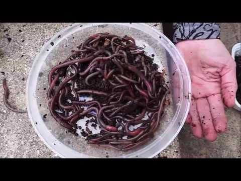 Amynthas Worms Addendum – New York State Urban Forestry Council